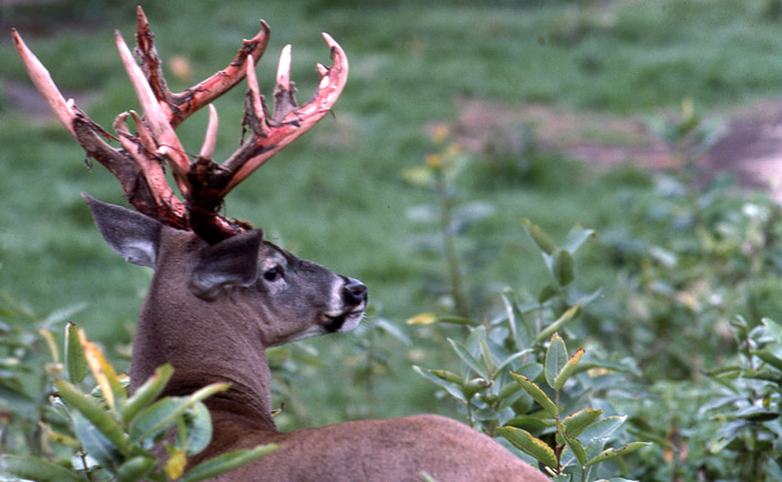 First Bucks-Only Deer Signs of the Year – Dr Nordberg on Deer Hunting