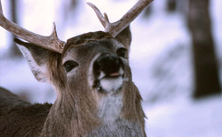 How to Keep Deer in Their Home Ranges Throughout Hunting Seasons – Part ...