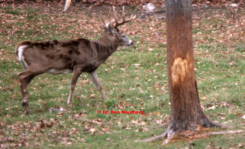 Reasons to Understand Antler rubs – Part II – Dr Nordberg on Deer Hunting