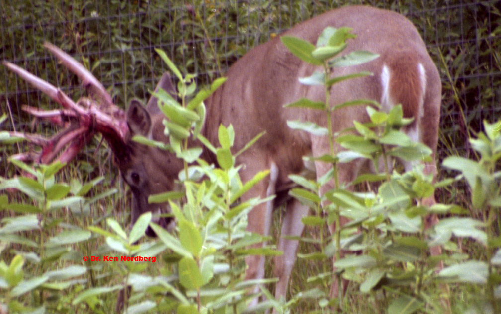 Reasons to Understand Antlered Rubs – Part I – Dr Nordberg on Deer Hunting