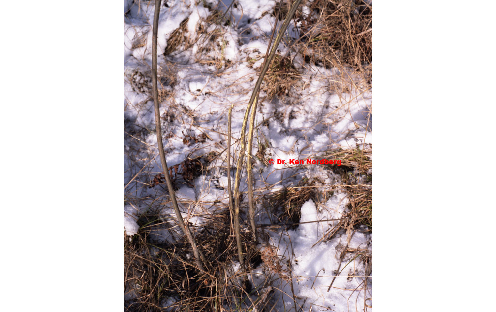 Reasons to Understand Antlered Rubs – Part I – Dr Nordberg on Deer Hunting