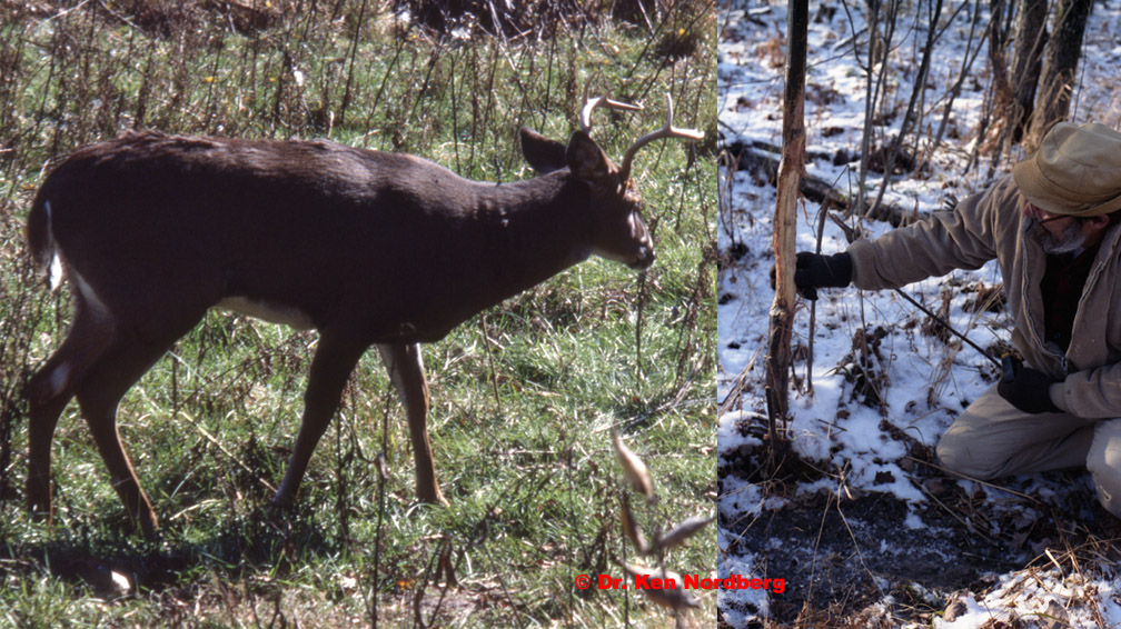 Reasons to Understand Antler rubs – Part II – Dr Nordberg on Deer Hunting