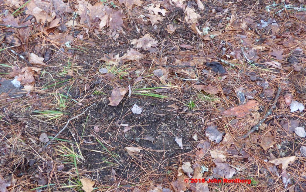 Warm Weather Ground Scrape Hunting – Dr Nordberg on Deer Hunting